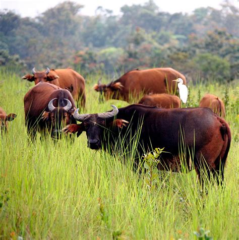 Buffles Du Gabon Amazing Gabon