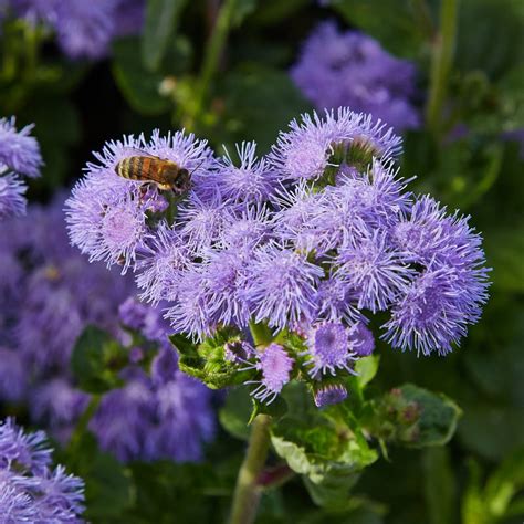 Ageratum Whiteweed Flossflower A To Z Flowers