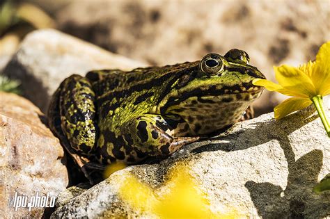 Frosch Archive LPU Photo