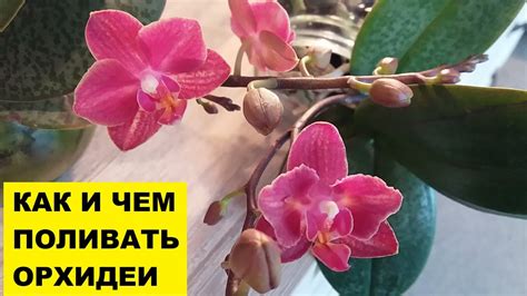 КАК ПОЛИВАТЬ ОРХИДЕИ Youtube