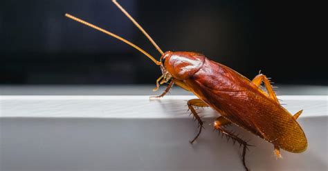 Can Cockroaches Fly 5 Types That Do