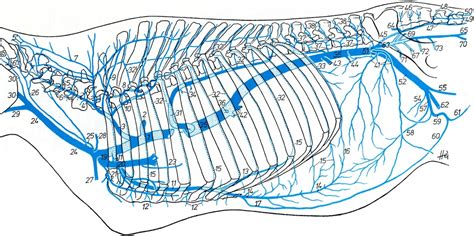 Venous Drainage Flashcards Key Terms And Definitions Flashcards Quizlet