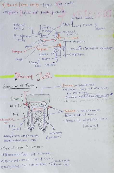 Solution Digestion And Absorption Human Anatomy Biology Studypool