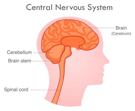 Central Nervous System Cns Structure And Main Functions