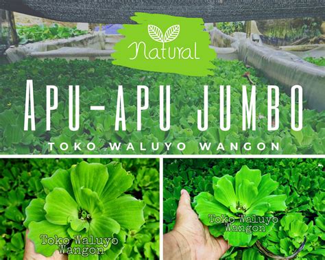 Tanaman Apu Apu Mawar Jumbo XXL Lazada Indonesia