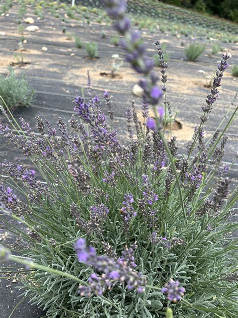 Buy Wholesale Lavender Plants Bulk Cultivar Pricing Varieties Of