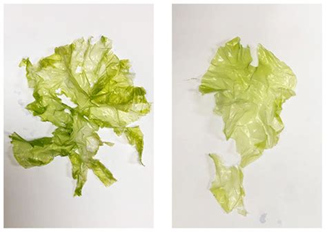 Morphological Shape Of Ulva Lactuca Collected From Seashore Or Red