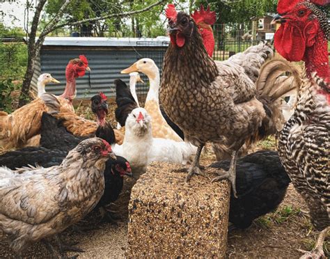 Flock Block Poultry And Chicken Feed Purina