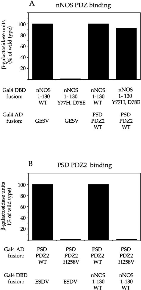 The Nnos Pdz Domain Contains Two Separate Interfaces For Binding