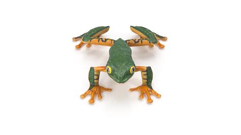 3d Splendid Leaf Frog Animated Model Turbosquid 2148202