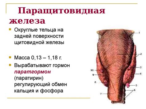 Эндокринная система презентация онлайн