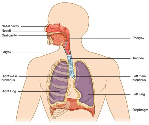 Respiratory System Diagram And Function Respiratory System P