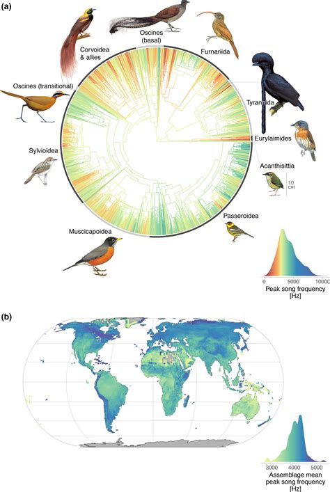 A Global Analysis Of Song Frequency In Passerines Provides No Support For The Acoustic