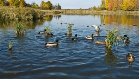 Limiting Factors Of The Freshwater Biome Sciencing