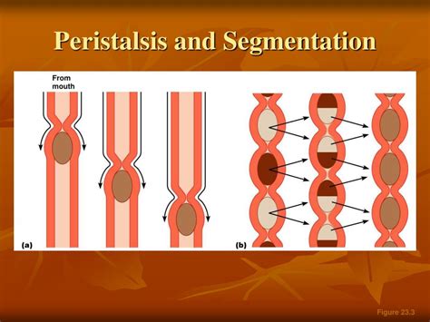 Ppt Digestive System Overview Powerpoint Presentation Free Download Id 2410947