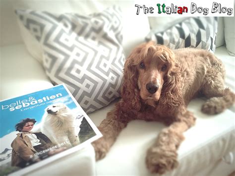 Belle E Sebastien Sorpresa Per Voi The Italian Dog Blog