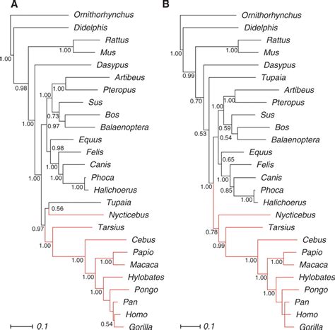 Bayesian Tree Inferred From The Combined Mammalian 12s Rrna And 16s