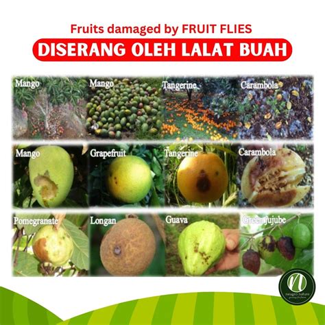 Fruit Fly Trap Fruit Fly Attractant Lure Methyl Eugenol Feromone