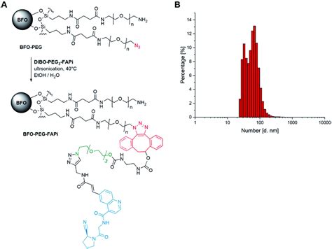 A Synthesis Scheme Of Functionalized Bfo Peg Fapi Nps B Dynamic Download Scientific