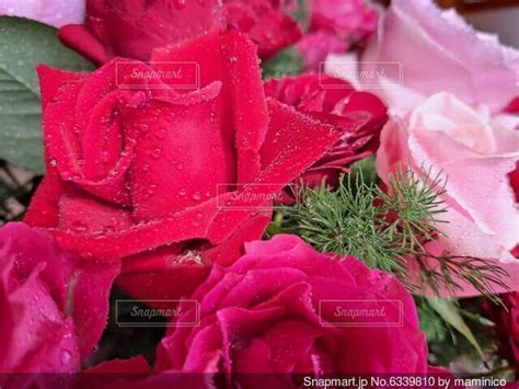 赤いバラの花びらの写真・画像素材 6339810 Snapmart（スナップマート）