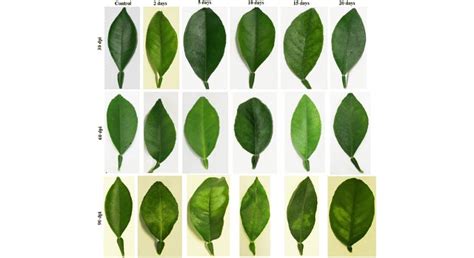 New Research Offers A Solution For Citrus Greening Morning Ag Clips