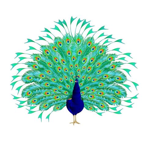Peacock Background Vector Stock Illustrations 21370 Peacock