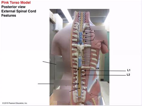 Posterior View External Spinal Cord Feautures Diagram Quizlet