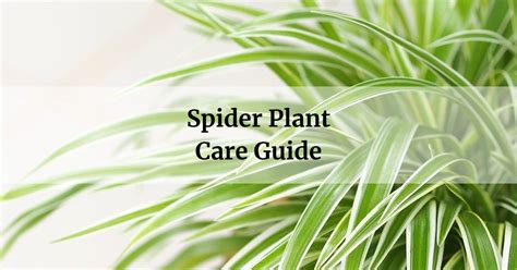 Spider Plant Care Guide With Photos