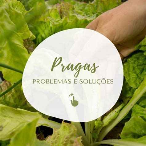 Fungicida Natural Para Tomates Cultivos Da Caseiro Horta Cultivo
