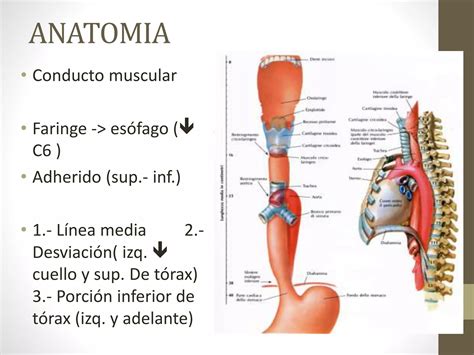 Anatomía Y Fisiología Del Esofago Trastornos Mmotores Pptx
