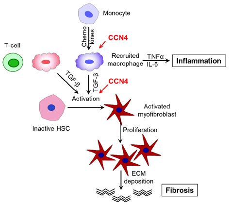 A Hypothesized Role Of Ccn4 In The Pathogenesis Of Liver Fibrosis Both Download Scientific