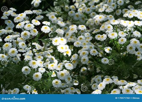 Achillea Ptarmica The Sneezewort Sneezeweed Pellitory European