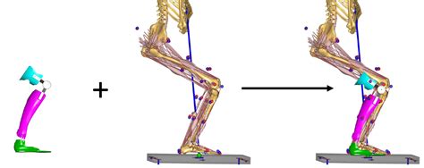 Simulations As A Tool For Human Centered Exoskeleton Design Anybody Technology