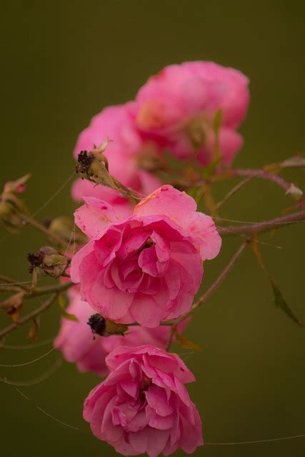 花朵 玫瑰花从 粉红玫瑰 Pixabay上的免费照片 Pixabay
