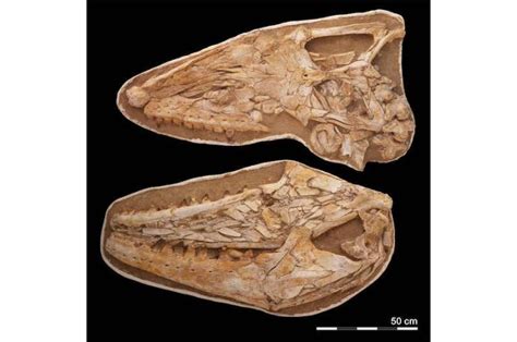 Confirmed Finding A 12 Meters Long Sea Monster Fossil That Existed