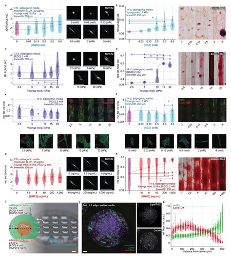 Niche‐programmed Patterning Of A Bone‐fat‐assembly Niche Properties