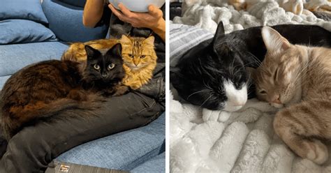 Cute Kitty Cuddle Puddle 16 Pawdorable Pics Of Fabulous Felines