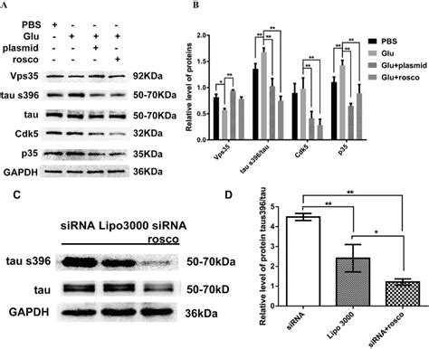 Vps35 Deficiency Impairs Cdk5p35 Degradation And Promotes The