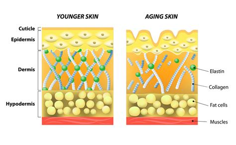 Improving Skin Thickness And Elasticity Dr Alex Chambers Medical