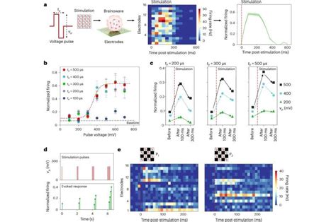 Unleashing The Power Of Brainoware Bioengineers Merge Organoids And