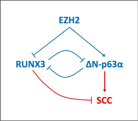 鳞状细胞癌 SCC 两种转录因子 RUNX3 和 ΔN p63α 的相互抑制 哔哩哔哩
