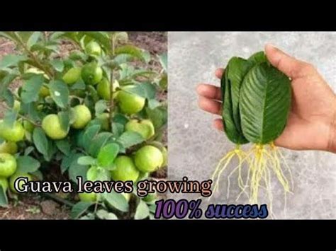 Growing Experiment Guava Trees From Guava Leaves With 100 Success