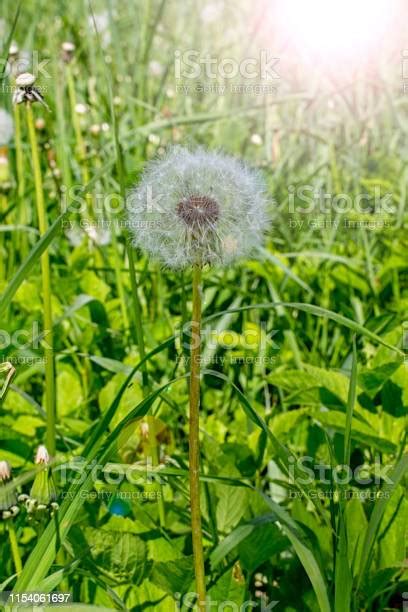 민들레 씨는 햇빛의 밝은 빛으로 민들레의 잘 익은 꽃의 둥근 무성 한 모자 높은 녹색 잔디에 야생 민들레 0명에 대한 스톡 사진