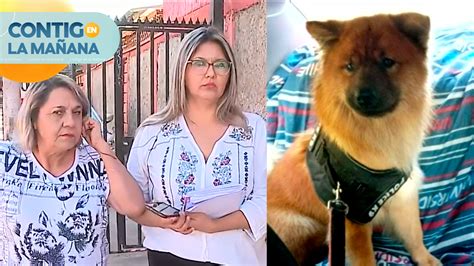 Lo Apuñaló Delante De Mis Vecinos” Dueña De Perro Asesinado Entregó