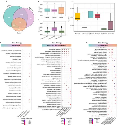 cell type specific contributions to preterm labor in the reproductive
