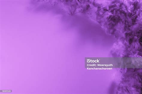 어둠 배경과 다채로운 부드러운 흰색 핑크 깃털 초상화 프레임 질감에 아름다운 추상 적 파란색과 보라색 깃털 프레임 0명에 대한 스톡 사진 및 기타 이미지 Istock