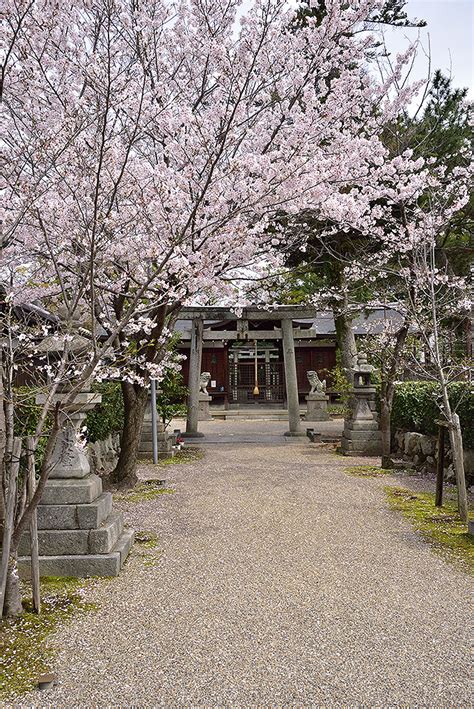 神社の桜 大和路diary