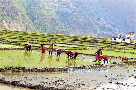गुल्मीमा ७४ प्रतिशत धान रोपाइँ अन्नपूर्ण पोस्ट्