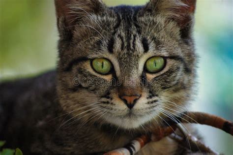 Closeup Shot of an Adorable Tabby Cat with Striking Green Eyes Stock ...