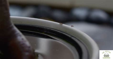 Successfully Growing Lime Trees In Pots Full Beginners Guide The